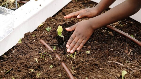 Jumpstart: Teacher Resources - Big Green